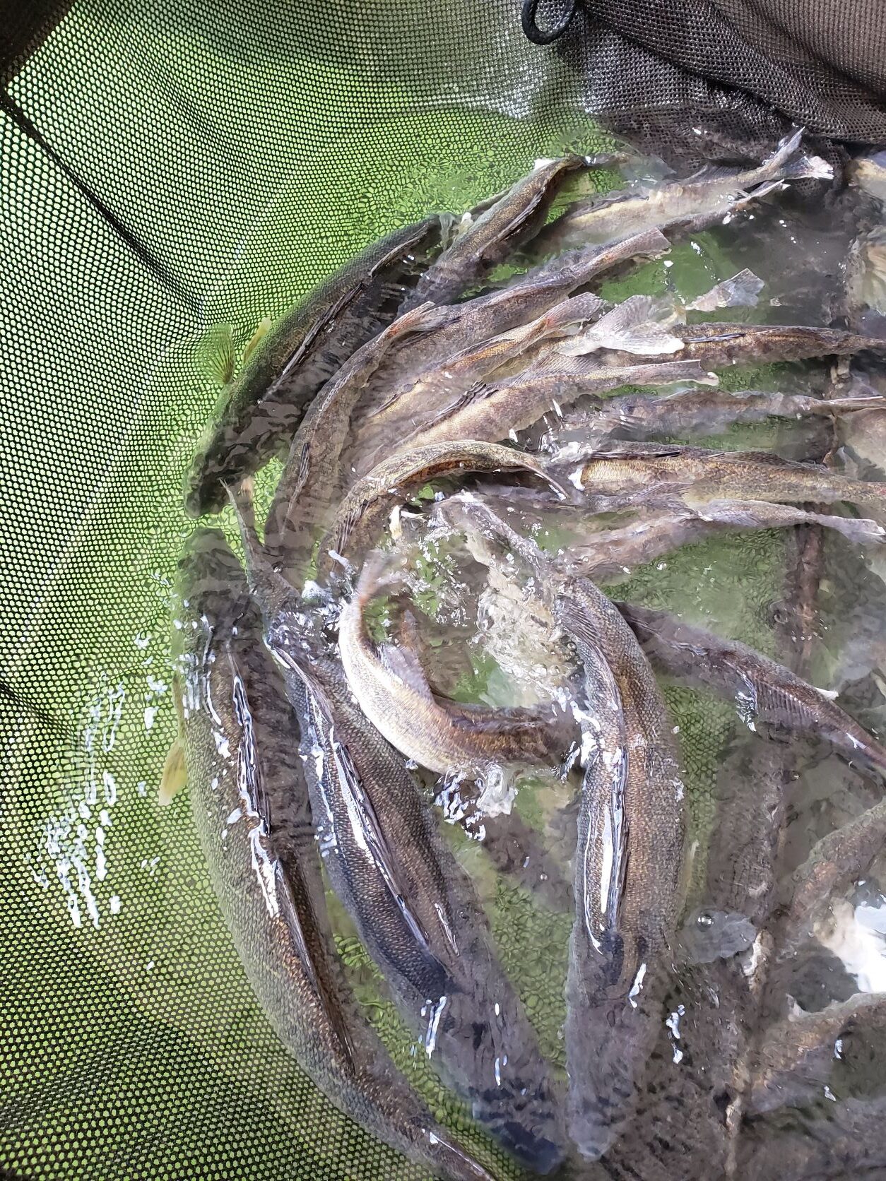 SPAWNING – Montana Walleyes Unlimited