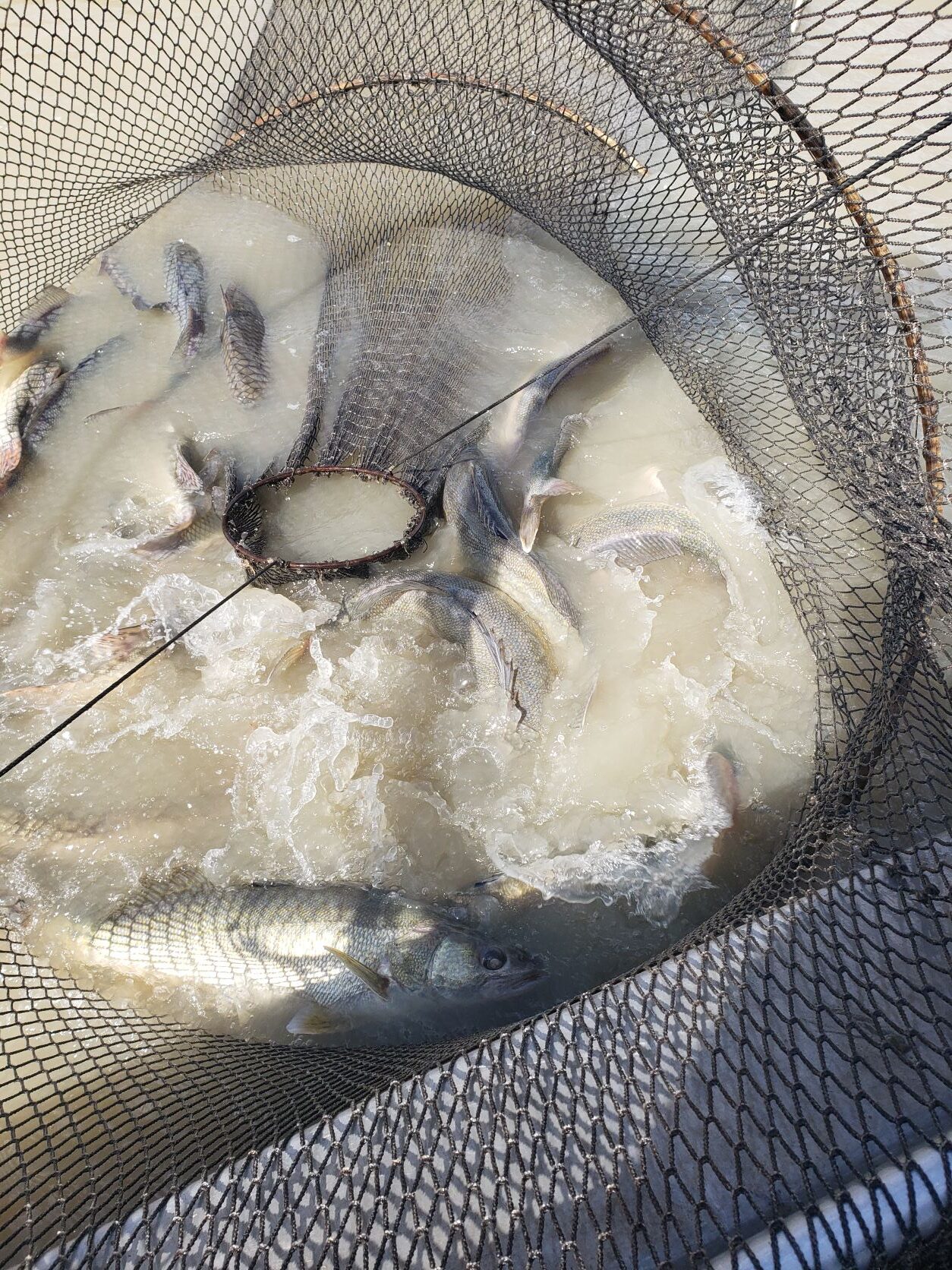 SPAWNING – Montana Walleyes Unlimited