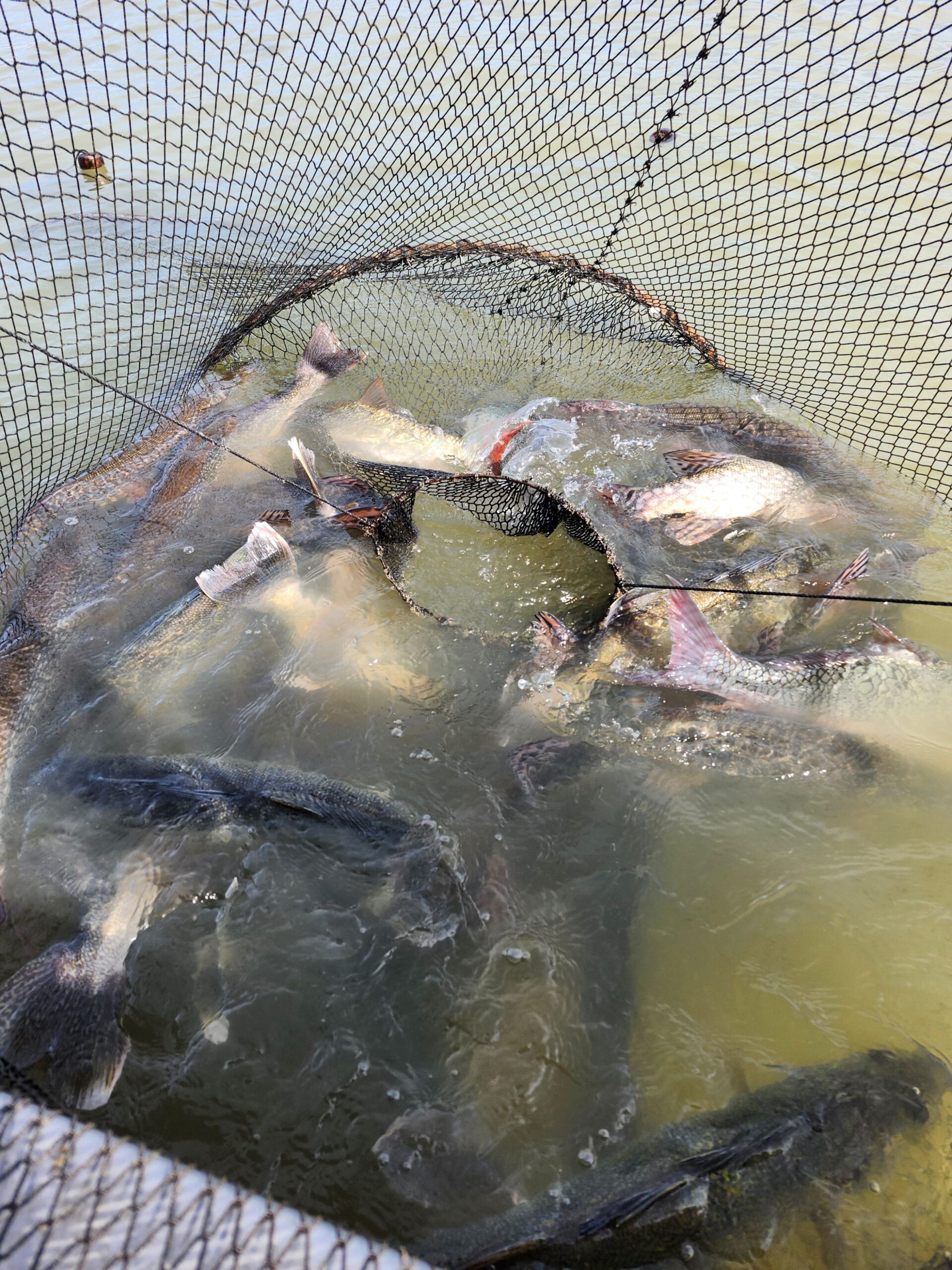 SPAWNING – Montana Walleyes Unlimited